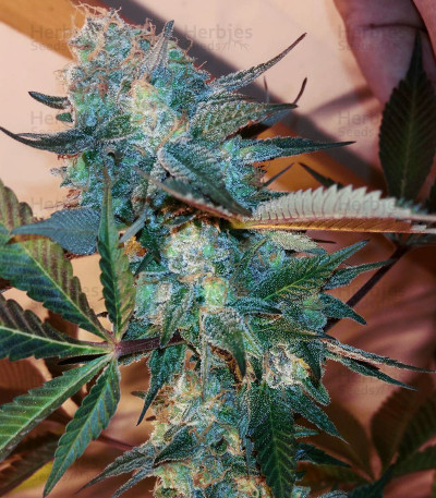 Smurfberry Auto fem cannabis seeds for sale - Herbies