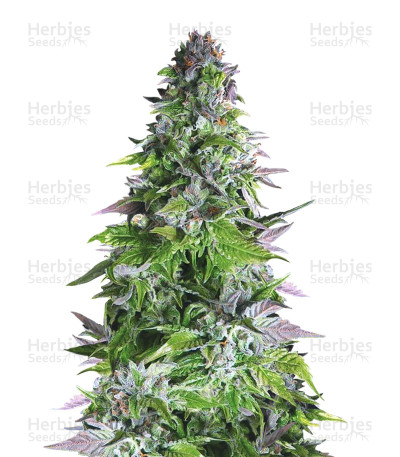 Romulan feminized seeds for sale: information and reviews - Herbies Seeds