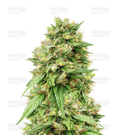 G13 Skunk Regular seeds for sale - Herbies