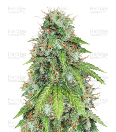Buy Purple Chem feminized seeds by Cali Connection Seeds - Herbies