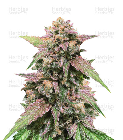 Buy Blue Amnesia Auto 🌿⚗️ feminized seeds by Ministry Of Cannabis ...