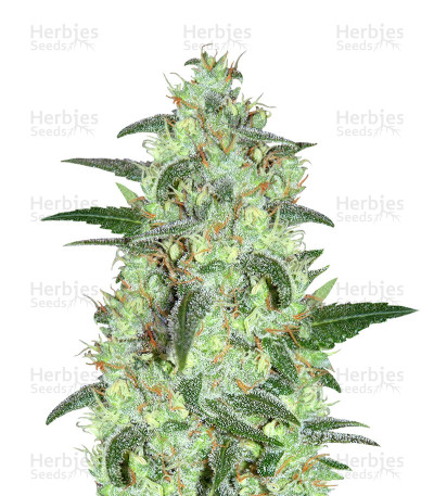 Buy Keramatic Auto feminized seeds by Kera Seeds - Herbies Seeds