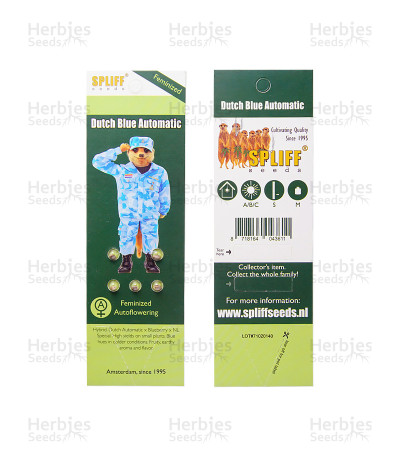Buy Dutch Blue Auto feminized seeds by Spliff Seeds - Herbies Seeds