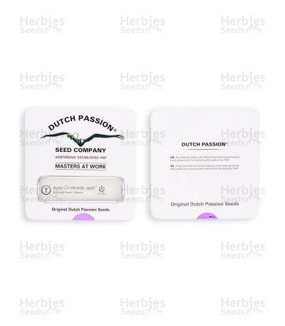 Auto Cinderella Jack feminized seeds for sale: information and reviews ...