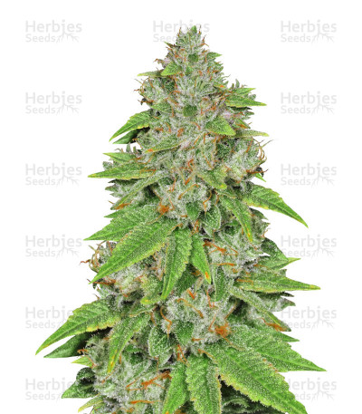 Buy Amherst Sour Diesel feminized seeds by Big Head Seeds - Herbies