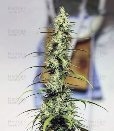 Vente de graines de cannabis Destroyer Regular (CannaBioGen) - Herbies ...