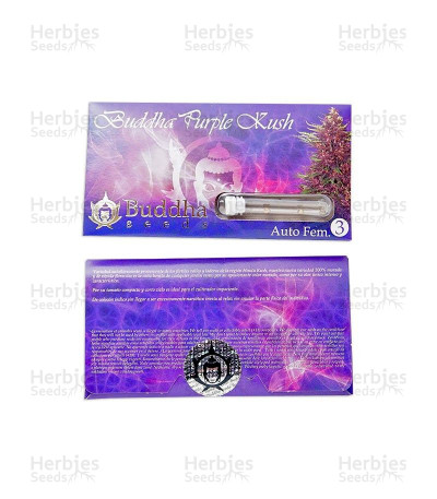 Buddha Purple Kush Auto feminized seeds for sale: information and ...