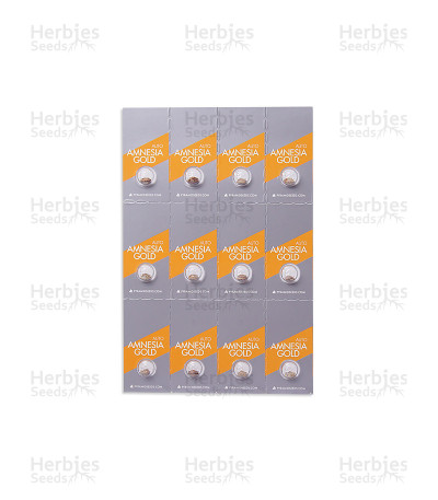 Buy Auto Amnesia Gold feminized seeds by Pyramid Seeds - Herbies