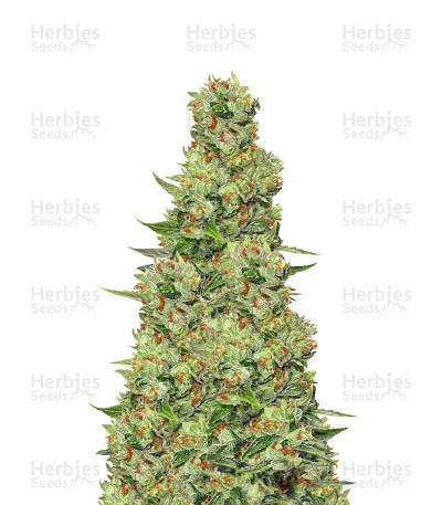 Buy Ripper Badazz regular seeds by Ripper Seeds - Herbies