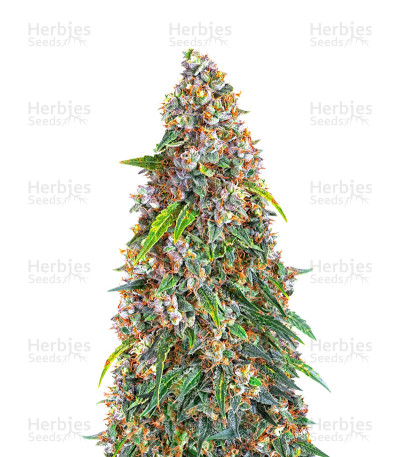 Strawberry Cheesecake Auto fem: seeds for sale, strain information and ...