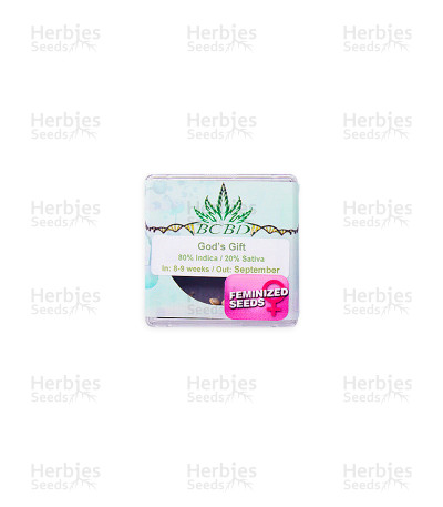 God's Gift fem: seeds for sale, strain information and customer reviews ...