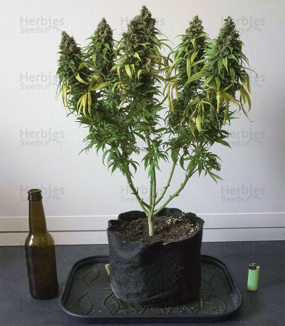 Critical + 2.0 fem: seeds for sale, strain information and customer ...