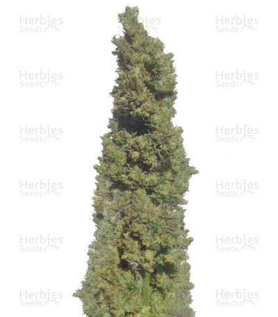 Zombie Haze Auto feminized: seeds for sale, strain information and ...