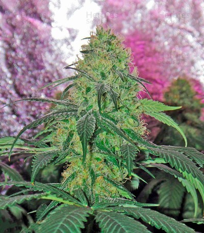 Buy California Hash Plant feminized seeds by Dinafem Seeds - Herbies
