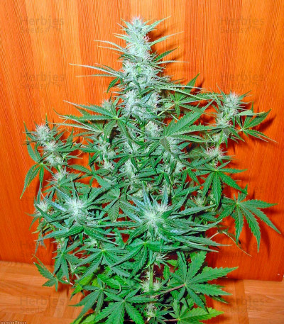 Buy Flash Auto feminized seeds by Kannabia Seeds - Herbies