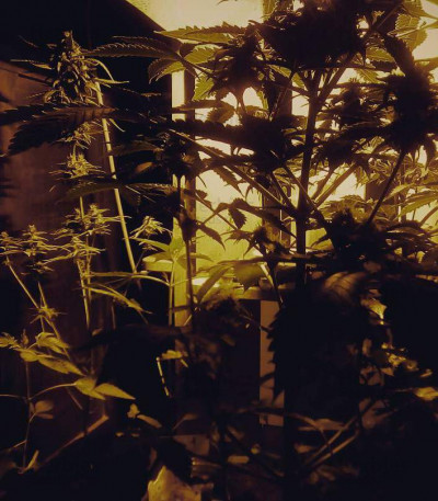 Buy Lowryder Auto Fem seeds by Vision Seeds - Herbies