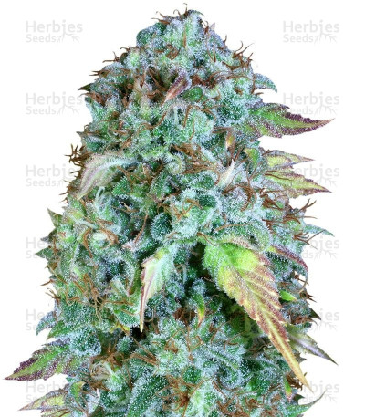 Buy Serious Happiness Regular seeds by Serious Seeds Organization - Herbies