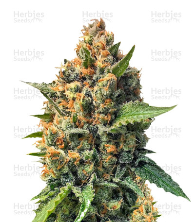 Buy Misty Kush regular seeds by Nirvana Seeds - Herbies