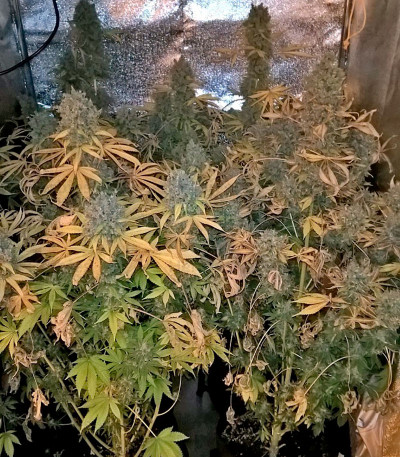 Warlock Regular seeds for sale - Herbies