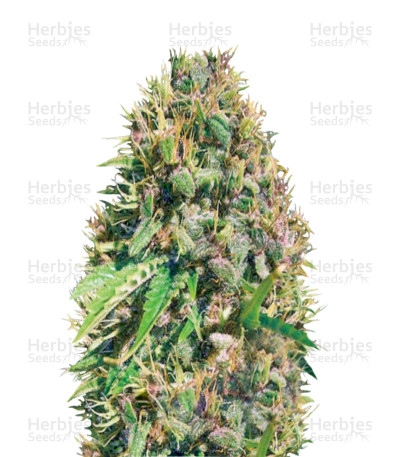 Super Mazar 😈 feminized seeds for sale: information and reviews ...