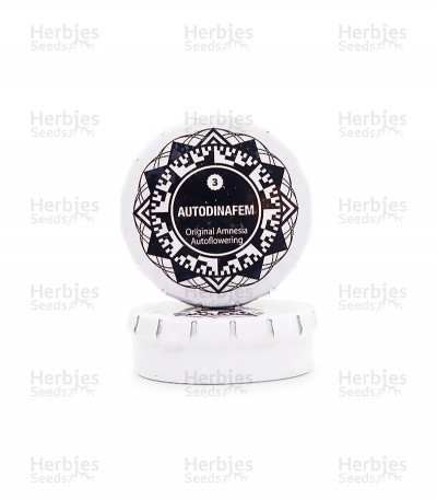 Buy Original Amnesia Autoflowering feminized seeds by Dinafem Seeds ...