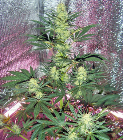 Buy Power Plant Regular seeds by Dutch Passion - Herbies