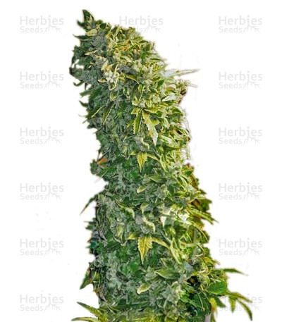 Vente de graines de cannabis MAXI GOM Auto (Grass-O-Matic) - Herbies Seeds