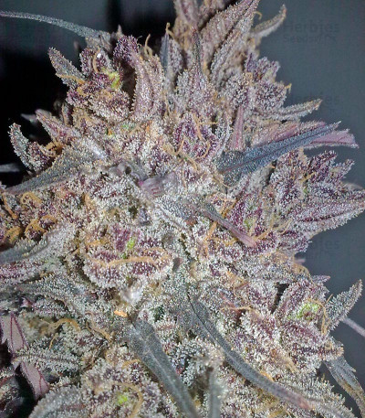 Buy Ketama feminized seeds by World of Seeds Organization - Herbies