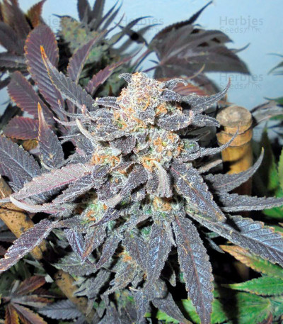 Kush`N`Cheese feminized seeds for sale - Herbies