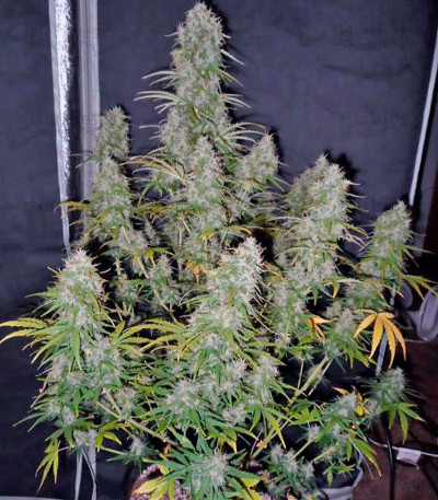 Buy Fast Bud Auto feminized seeds by Sweet Seeds - Herbies