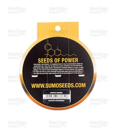 Santa Maria Auto feminized seeds for sale - Herbies