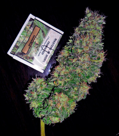 Buy Snow Bud feminized seeds by Dutch Passion - Herbies