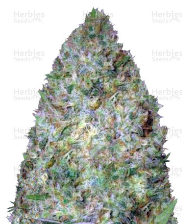 Chronic Monster XXL feminized: seeds for sale 🌿, strain information and ...