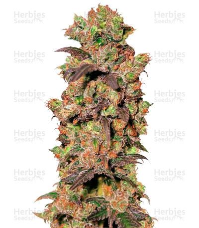 Buy Pink Plant feminized seeds by Eva Seeds - Herbies