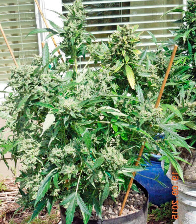 Buy Sour Diesel Auto feminized seeds by Humboldt Seed Organization ...