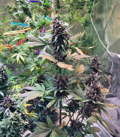 Devil Cream Auto feminized seeds for sale - Herbies