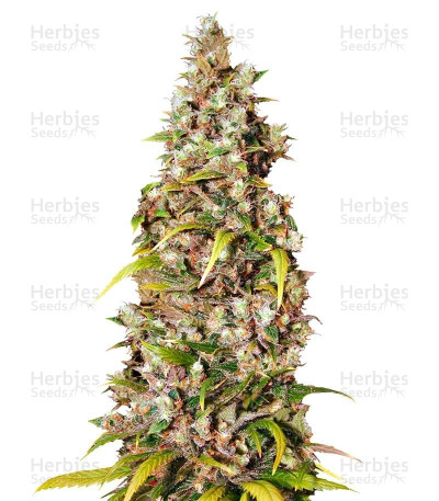 Buy Monster feminized seeds by Eva Seeds - Herbies Seeds
