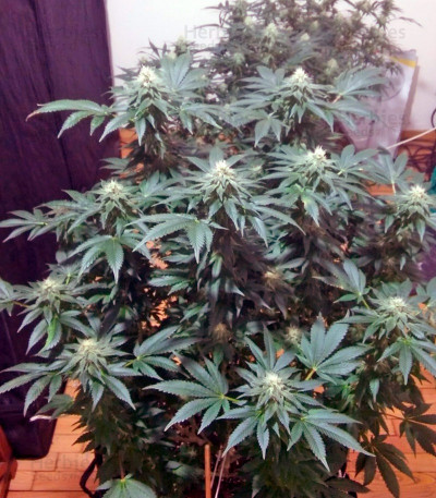 Buy Kaia Kush feminized seeds by Green House Seed - Herbies