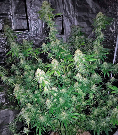 Original Amnesia feminized seeds for sale: information and reviews ...