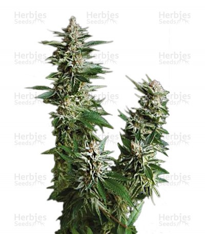Buy Auto Pyramid feminized seeds by Pyramid Seeds - Herbies