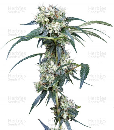 Buy NL5 Haze Mist feminized seeds by Green House Seeds - Herbies