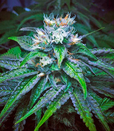 Buy Master Kush feminized seeds by Nirvana Seeds - Herbies