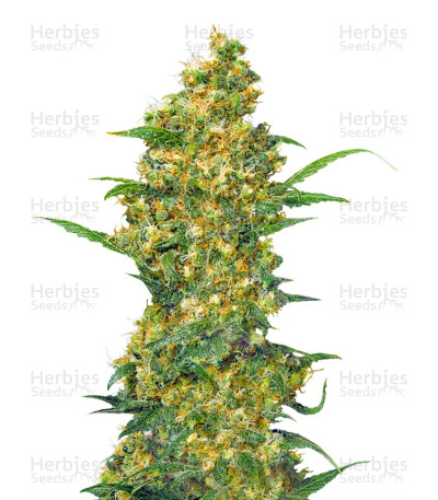 Warlock feminized seeds for sale - Herbies Seeds
