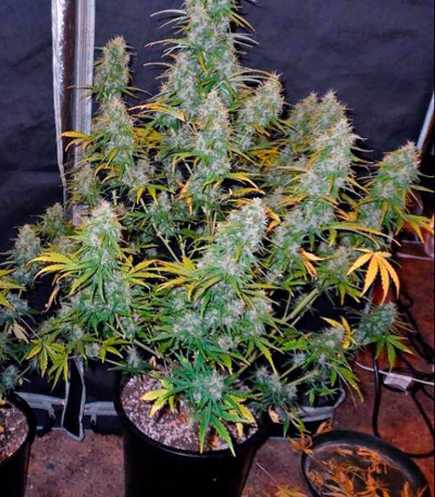Buy Fast Bud Auto feminized seeds by Sweet Seeds - Herbies