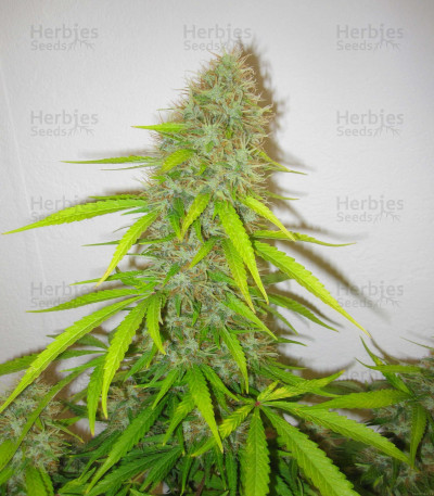 Buy Critical Jack Herer feminized seeds by Delicious Seeds Organization ...