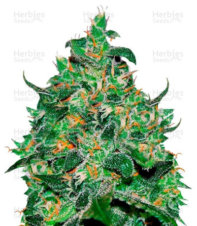 Buy Critical Jack Herer Auto feminized seeds by Delicious Seeds ...
