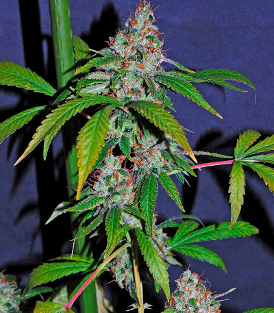 Buy White Lemon feminized seeds by Strain Hunters - Herbies