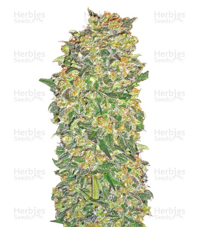 Chocolate Kush feminized seeds for sale - Herbies Seeds