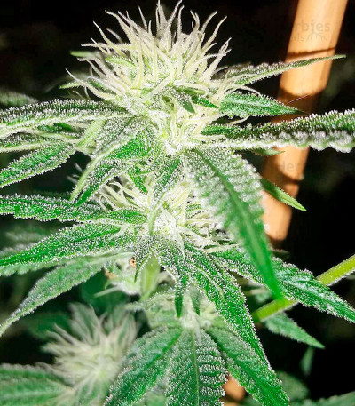 Sapphire OG feminized seeds for sale - Herbies