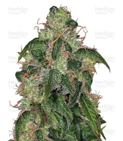 Zero Gravity reg cannabis seeds for sale - Herbies Seeds